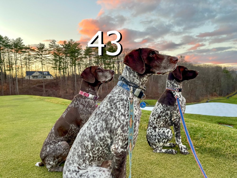 GSP Rescue New England 2024 Calendar Contest